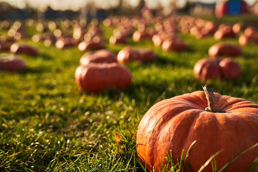 Fun Fall Activities to Enjoy This Season » David Krushinsky - Phoenix ...